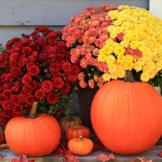 Garden Center - All Your Gardening Needs | Warm Belly Farm